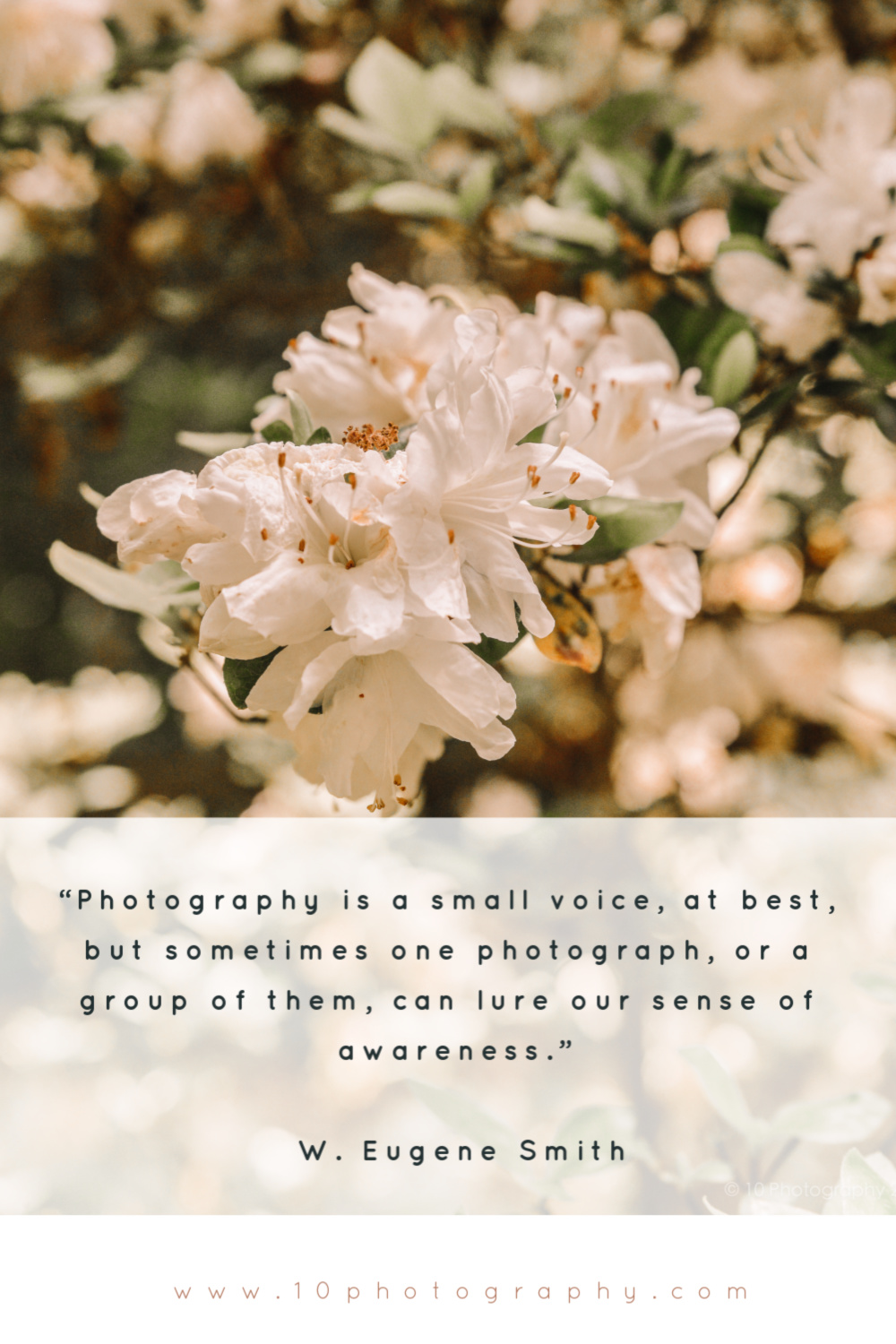 10 QUOTES on Photography to share on my quarantine Birthday – 10 ...
